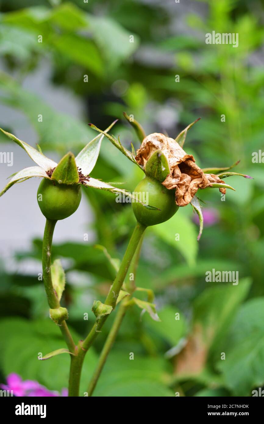 Green bushes and shoots of summer mature rose growing in the home ...