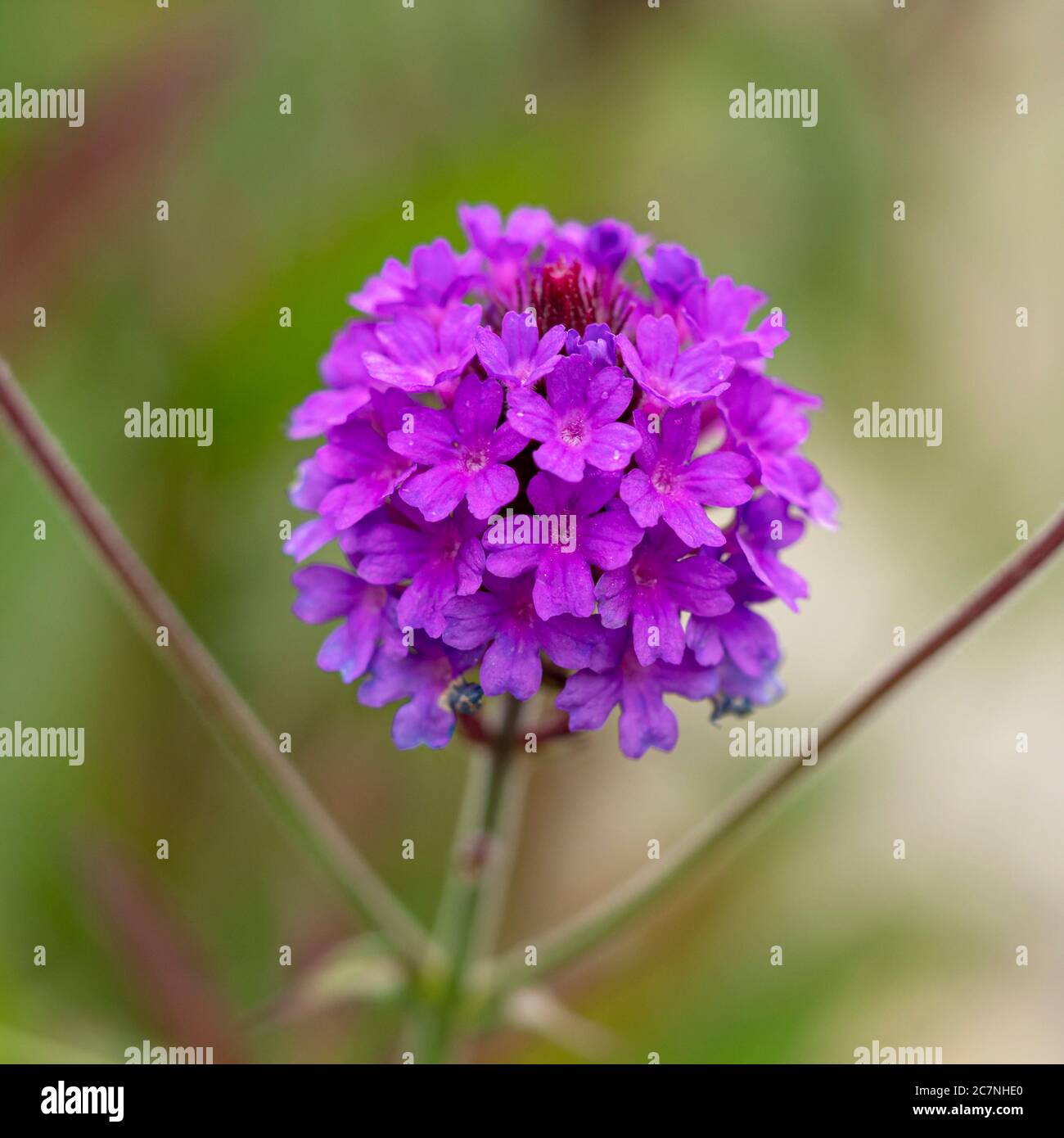 Verbena flowers hi-res stock photography and images - Alamy
