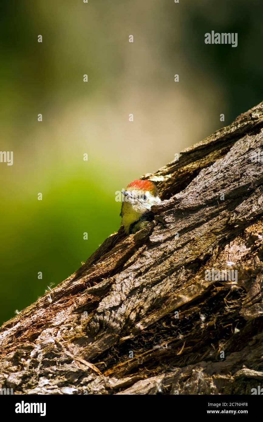 Cute Woodpecker on tree. Green forest background. Bird: Middle Spotted ...