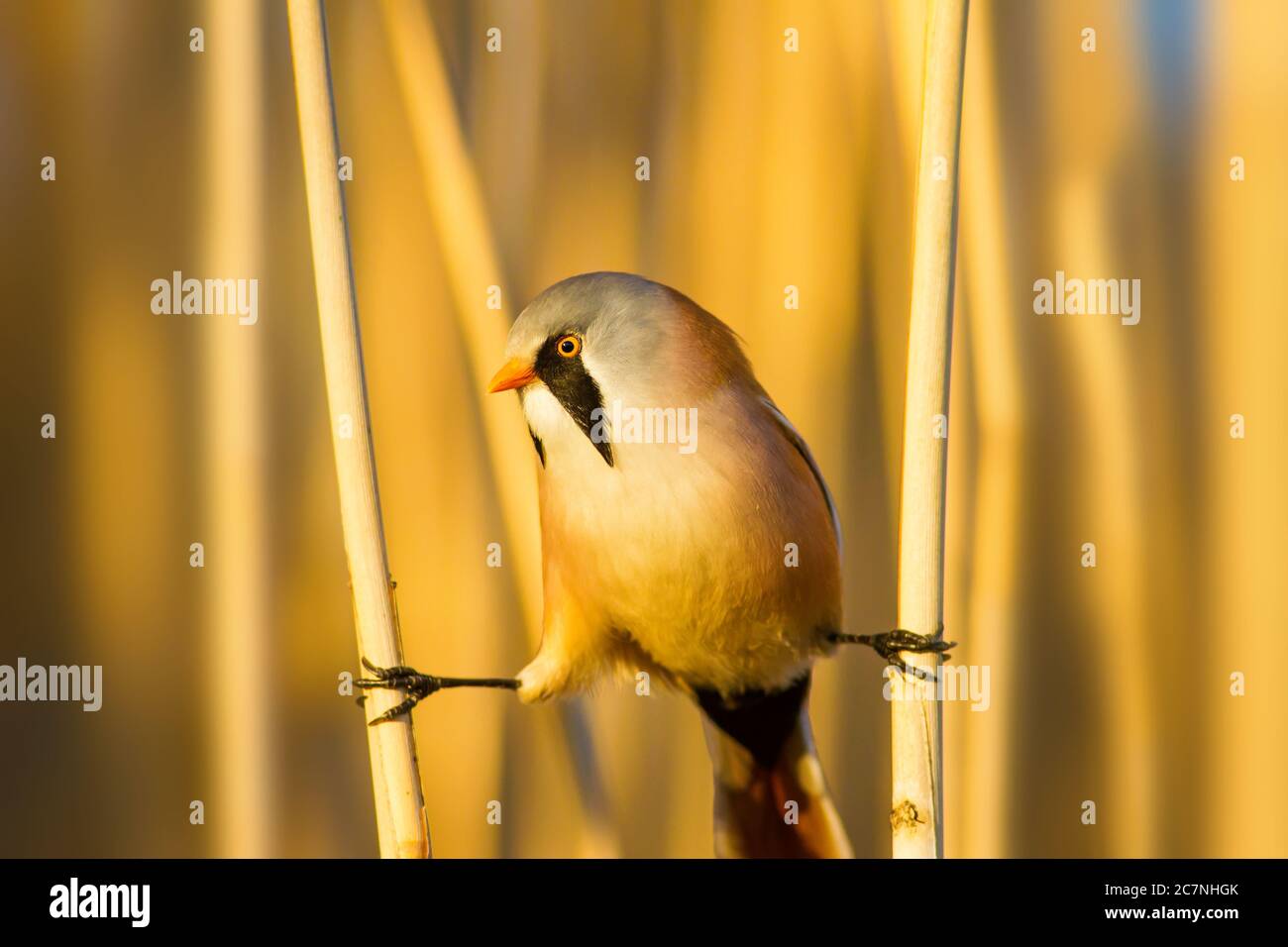 Cute little bird. Nature background. Bird: Bearded Reedling Stock Photo ...