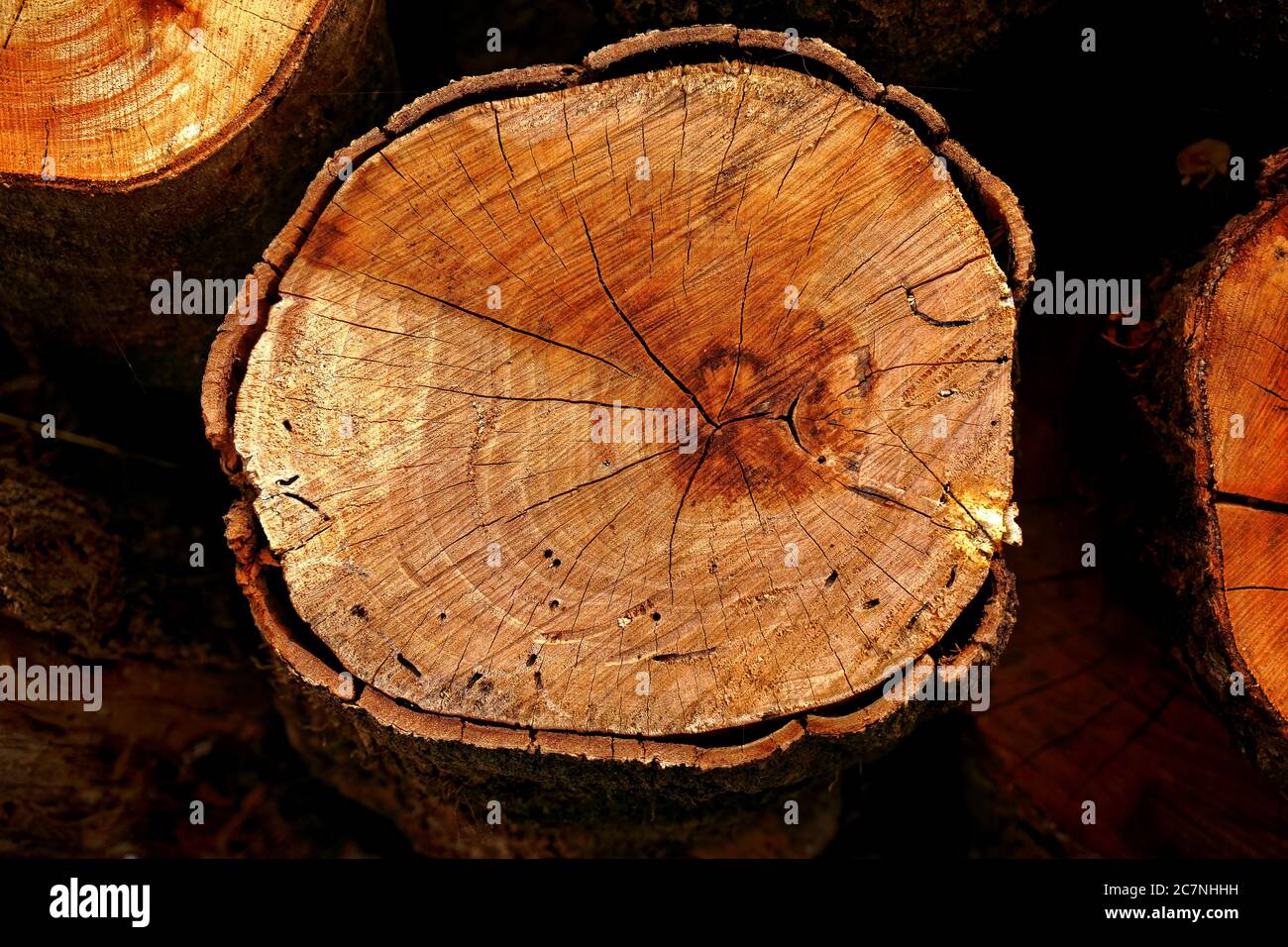 Top view of wood stumps cut with chainsaw Stock Photo - Alamy