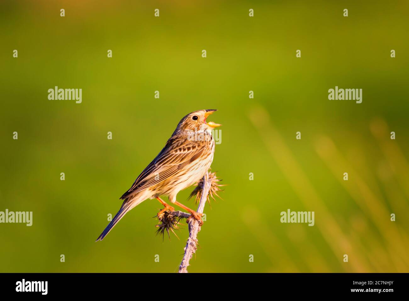 Singing bird. Green nature background. Bird: Corn Bunting. Emberiza ...