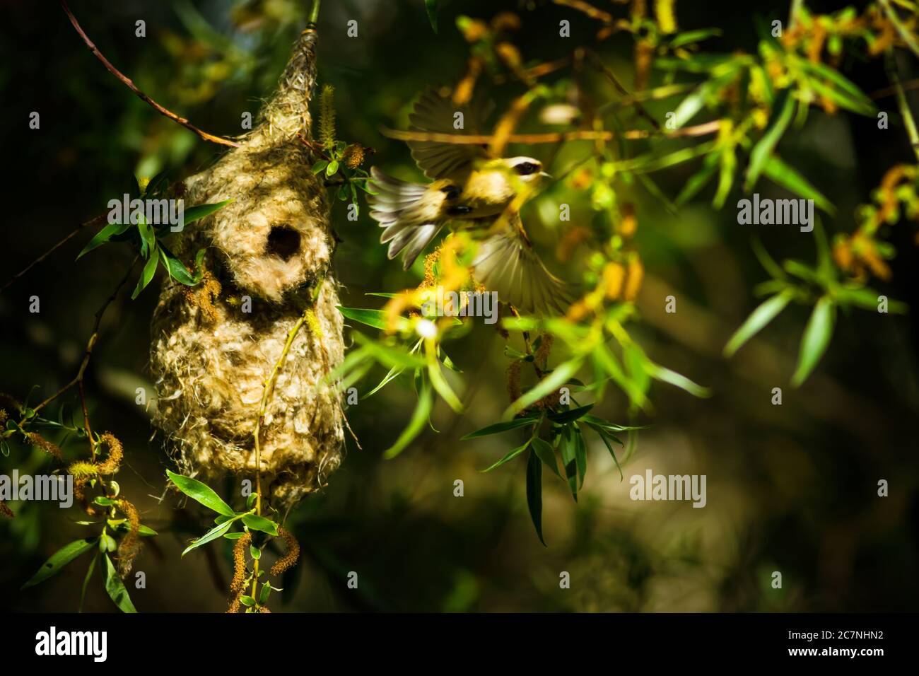 Cute bird and nest. Green natural background. Common bird. Eurasian ...