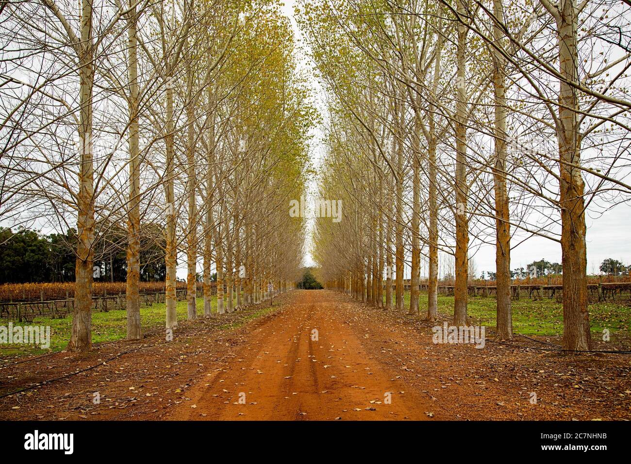 Tree lined dirt road with grapevines on either side Stock Photo - Alamy