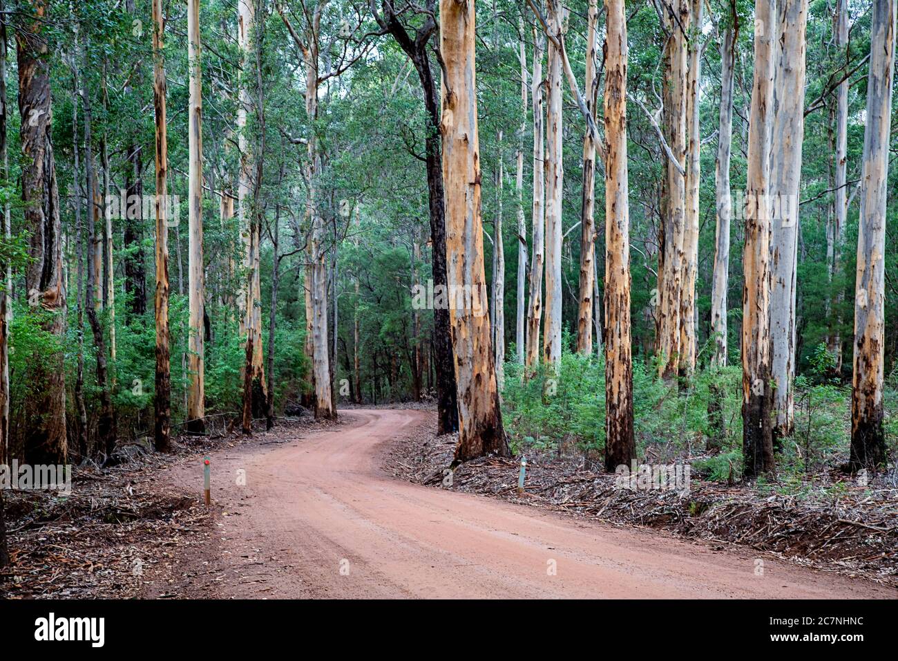 Trail through the Karri forest, Pemberton, Western Australia Stock ...