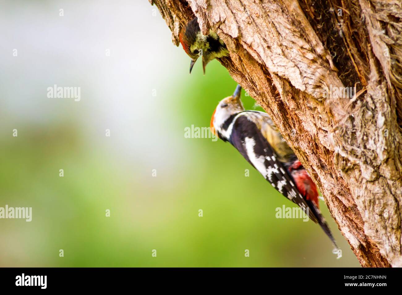 Cute Woodpecker on tree. Green forest background. Bird: Middle Spotted ...