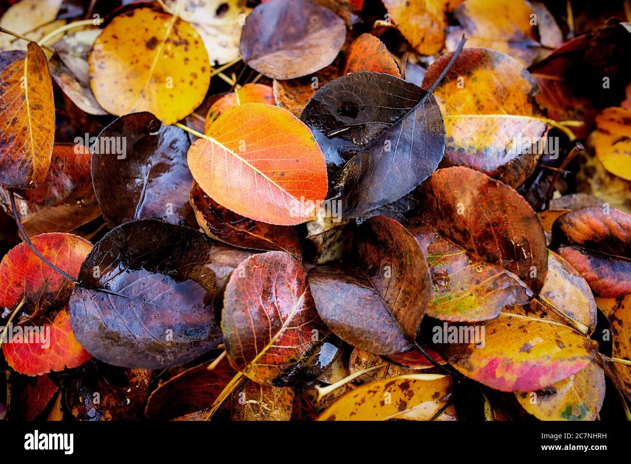 Wet leaves background hi-res stock photography and images - Alamy