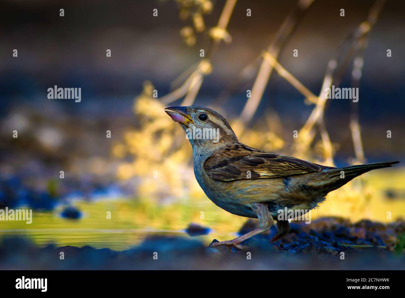 Water nature and birds.. Colorful nature background Stock Photo - Alamy