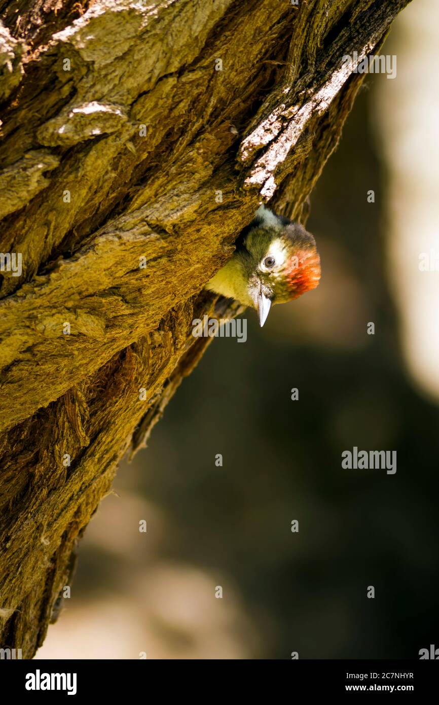 Cute Woodpecker on tree. Green forest background. Bird: Middle Spotted ...