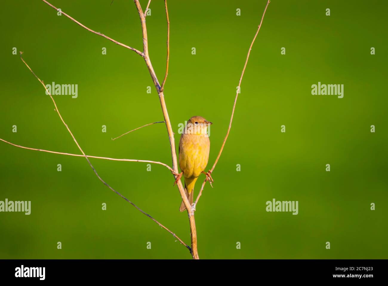 Nature and birds. Bird on branch. Nature background Stock Photo - Alamy