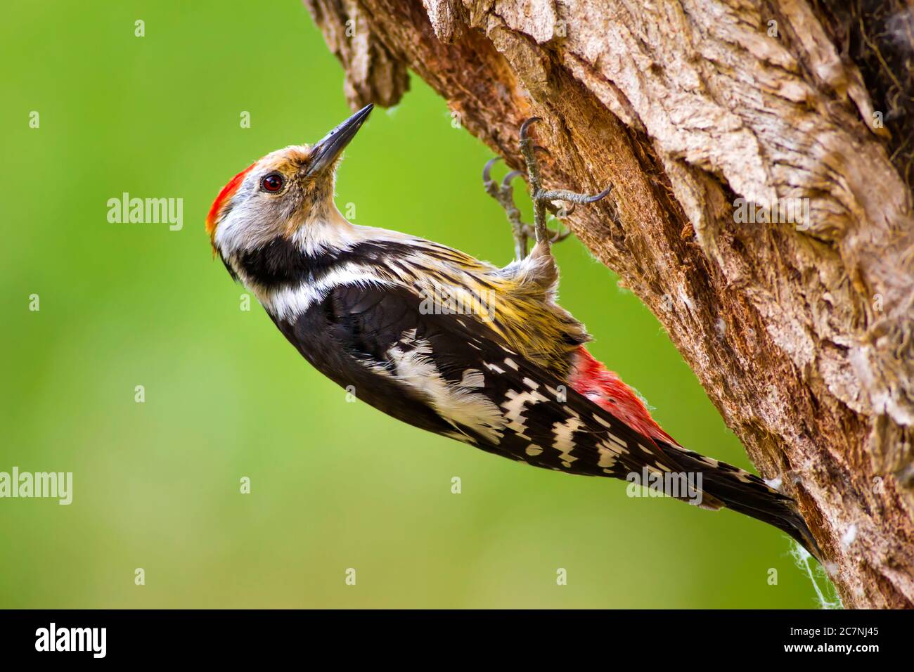 Cute Woodpecker on tree. Green forest background. Bird: Middle Spotted ...