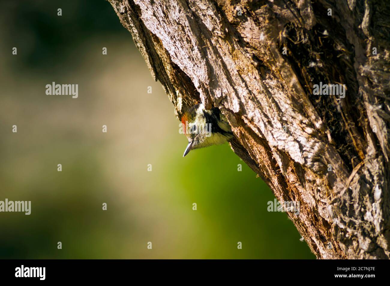 Cute Woodpecker on tree. Green forest background. Bird: Middle Spotted ...