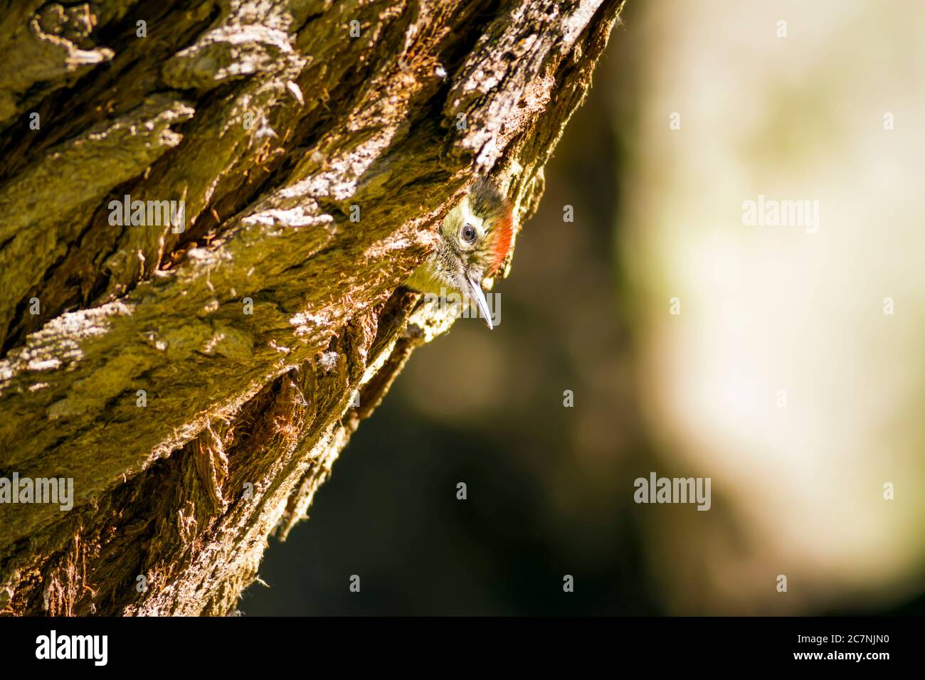 Cute Woodpecker on tree. Green forest background. Bird: Middle Spotted ...