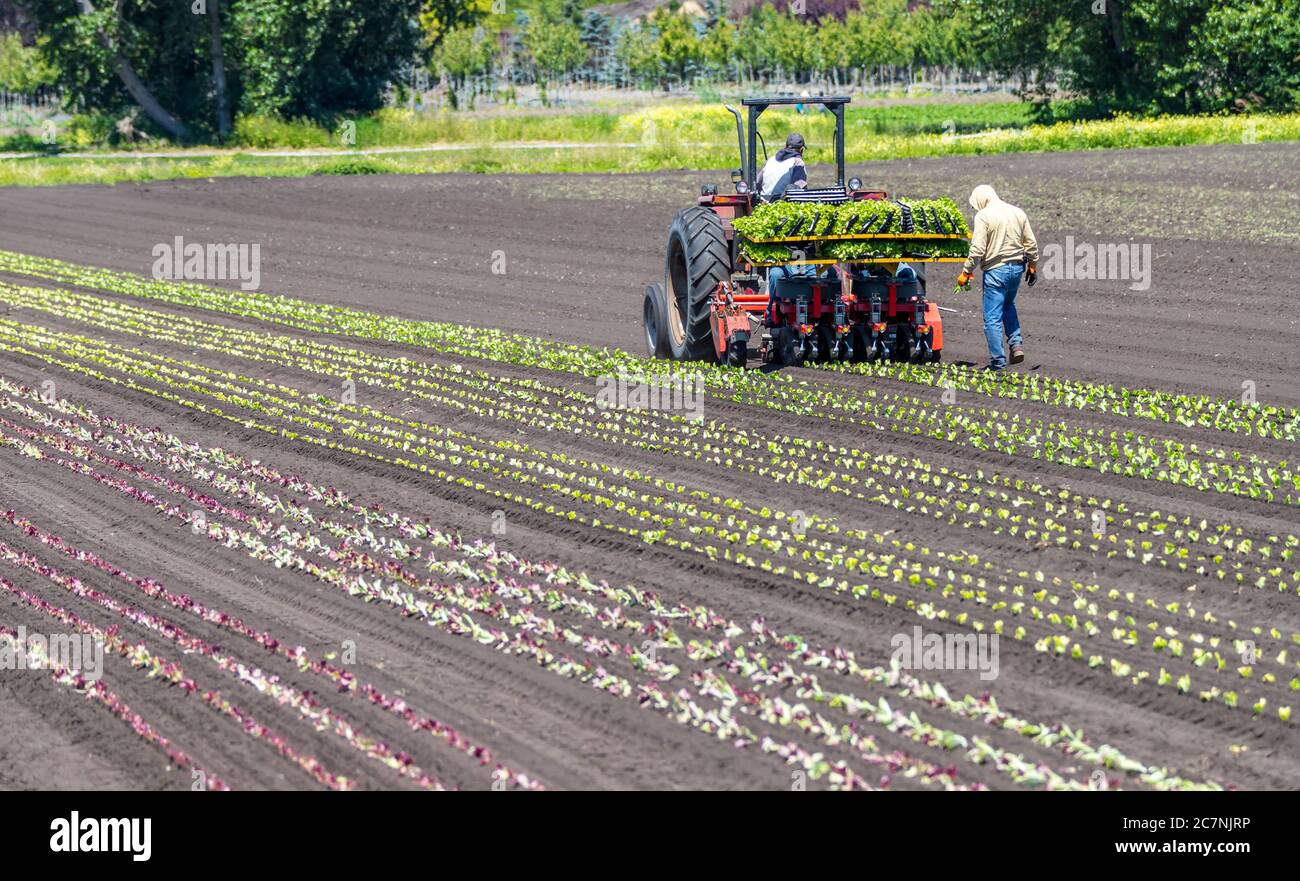 farm workers use tractor to plant crops Stock Photo - Alamy