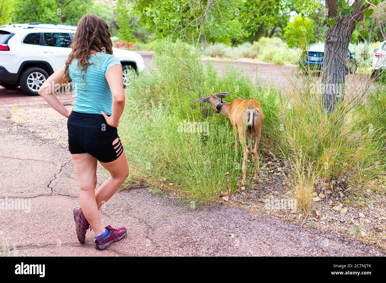 Woman standing close to one mule deer grazing near camp site eating ...