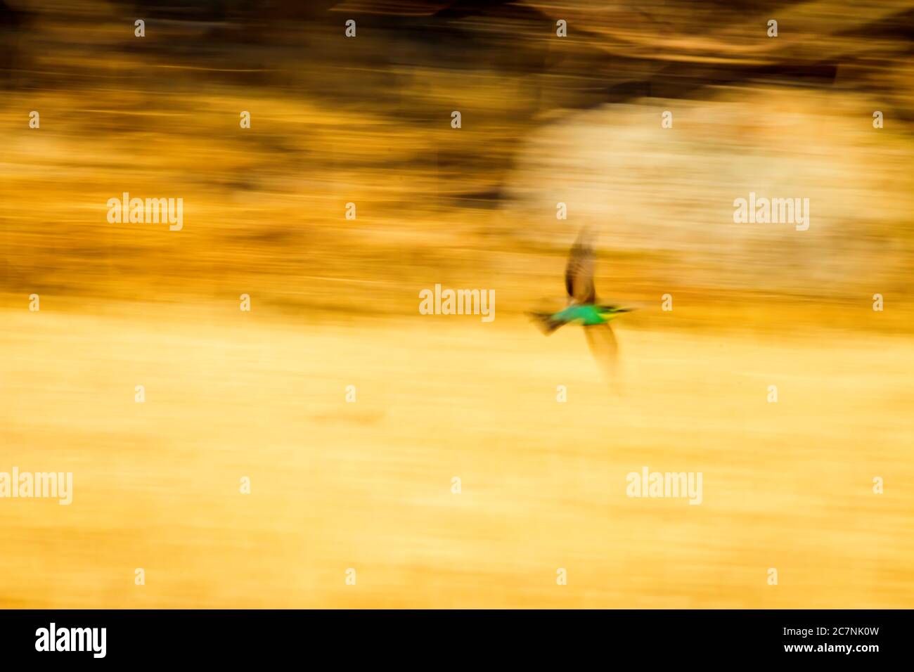 Flying bird. Abstract nature. Motion blur background Stock Photo - Alamy