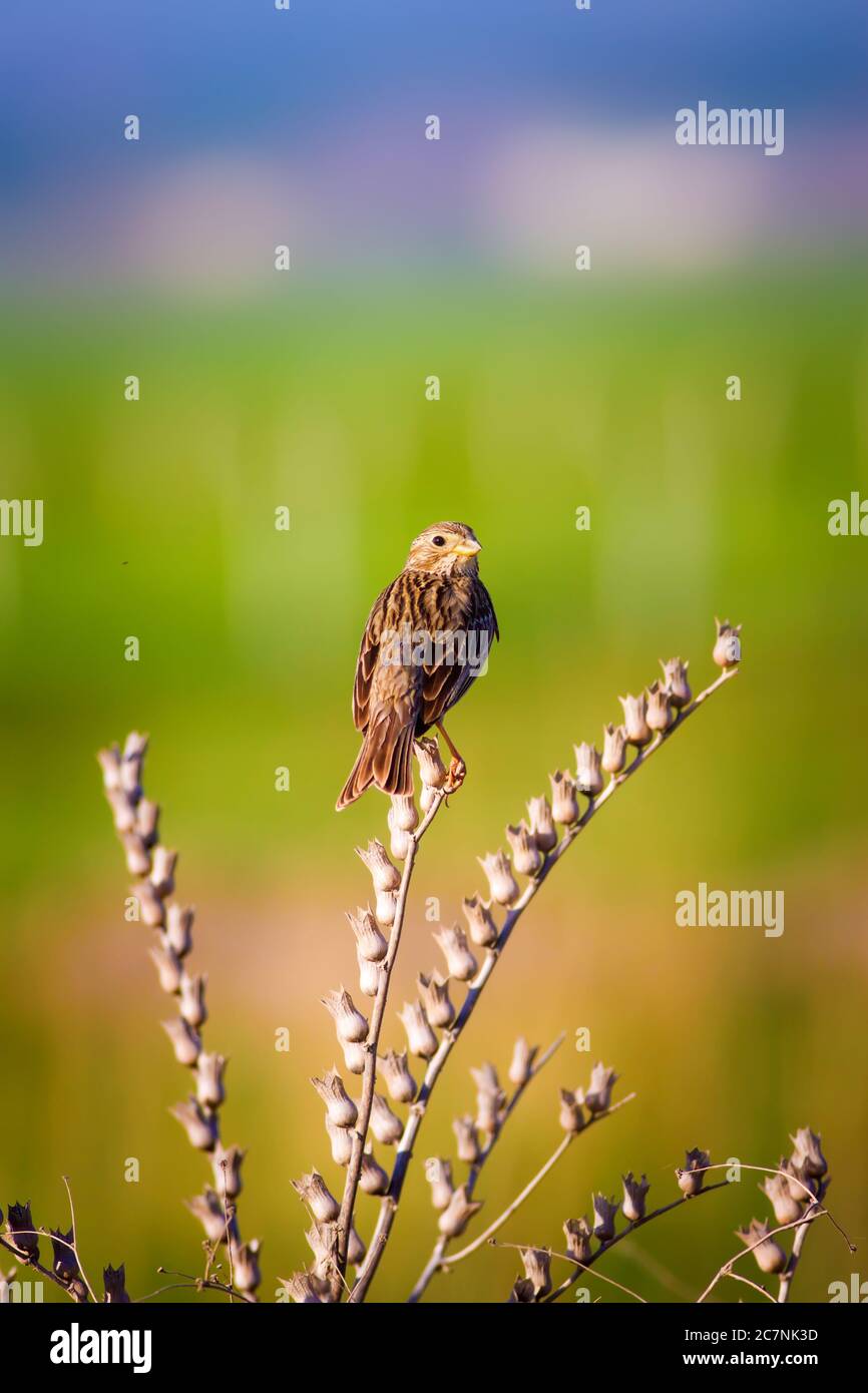 Singing bird. Green nature background. Bird: Corn Bunting. Emberiza ...