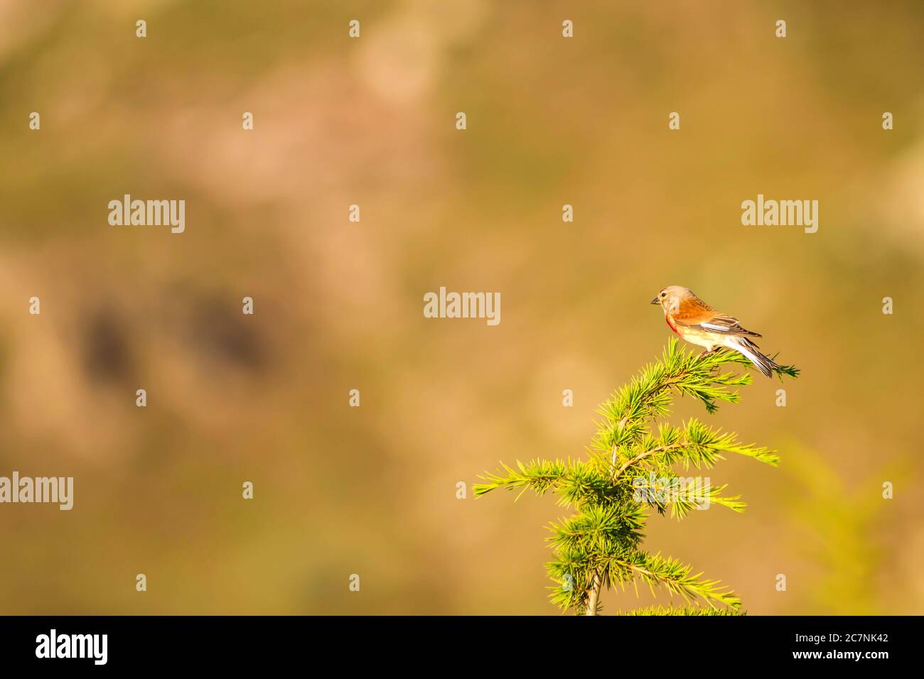Nature and birds. Bird on branch. Nature background Stock Photo - Alamy