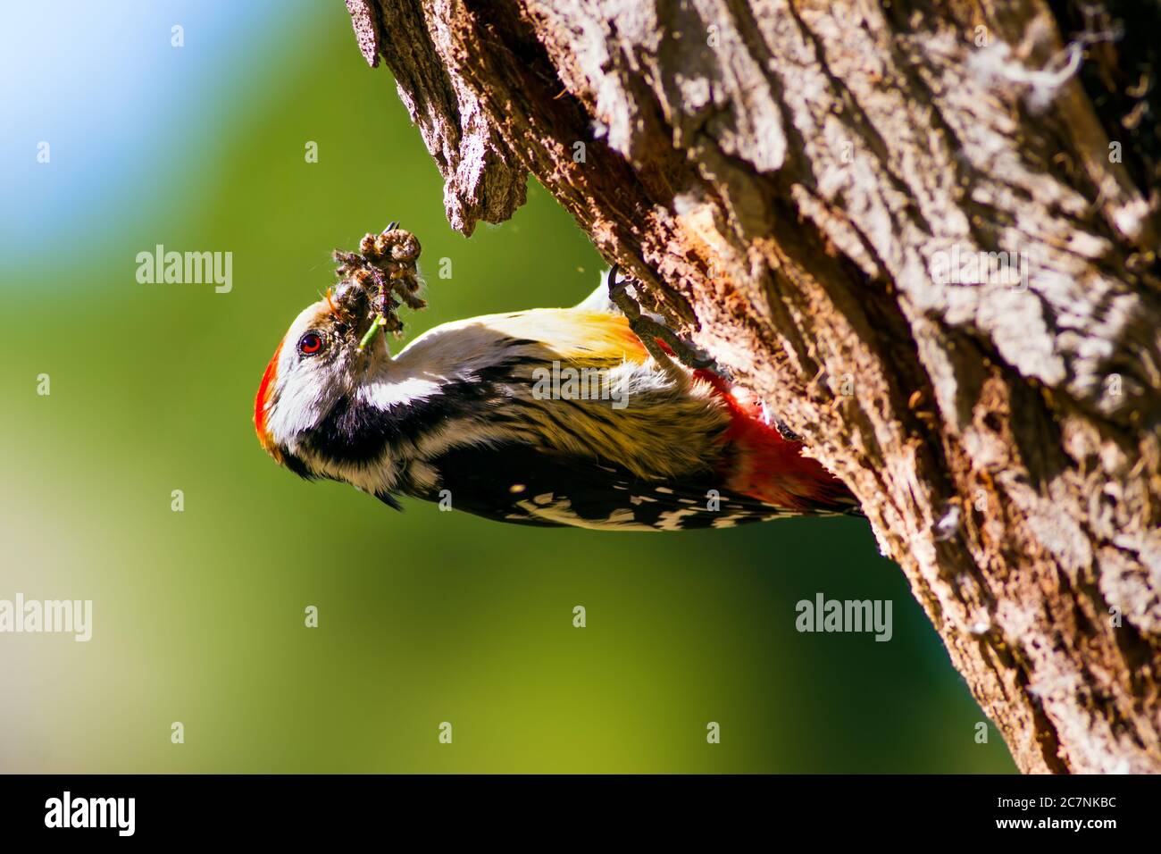 Cute Woodpecker on tree. Green forest background. Bird: Middle Spotted ...