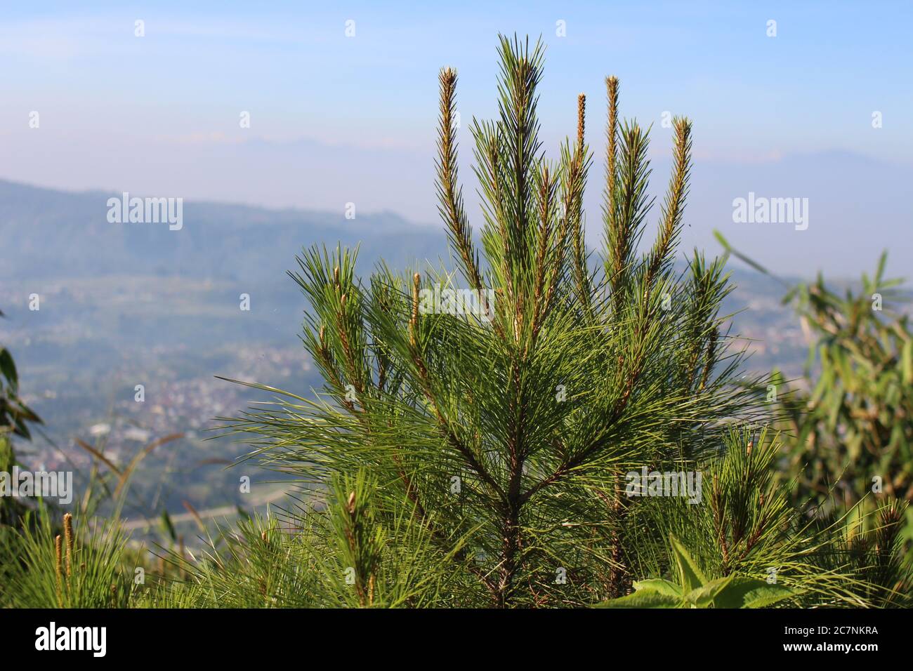 Closeup shot pine tree scenery hi-res stock photography and images - Alamy