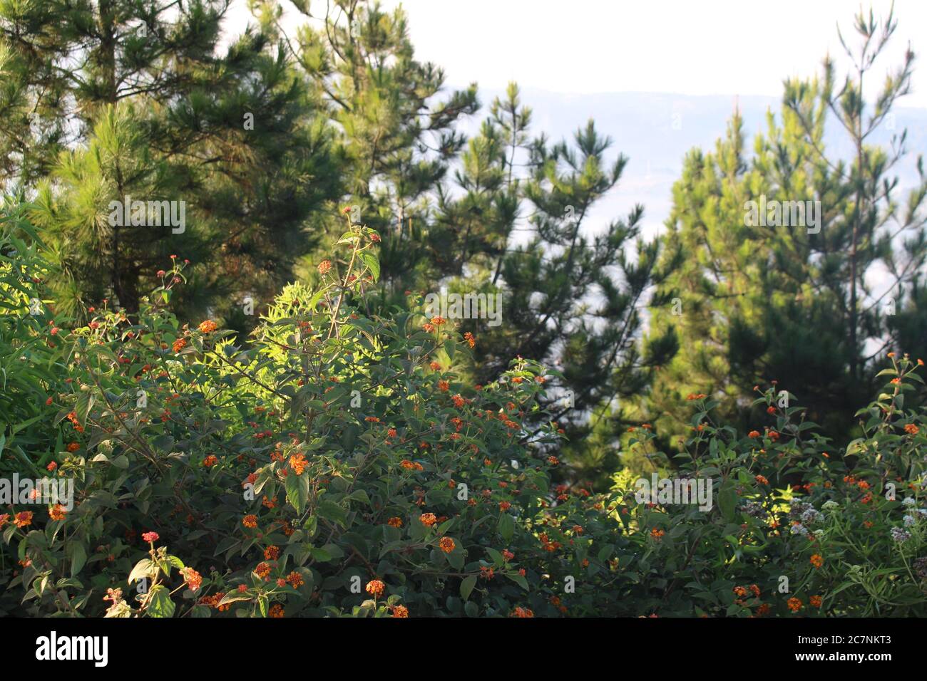Light scene of orange flowers bush on pine trees background Stock Photo ...