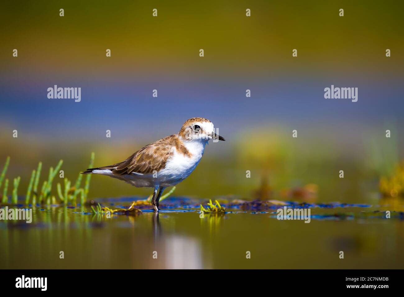 Water nature and birds.. Colorful nature background Stock Photo - Alamy