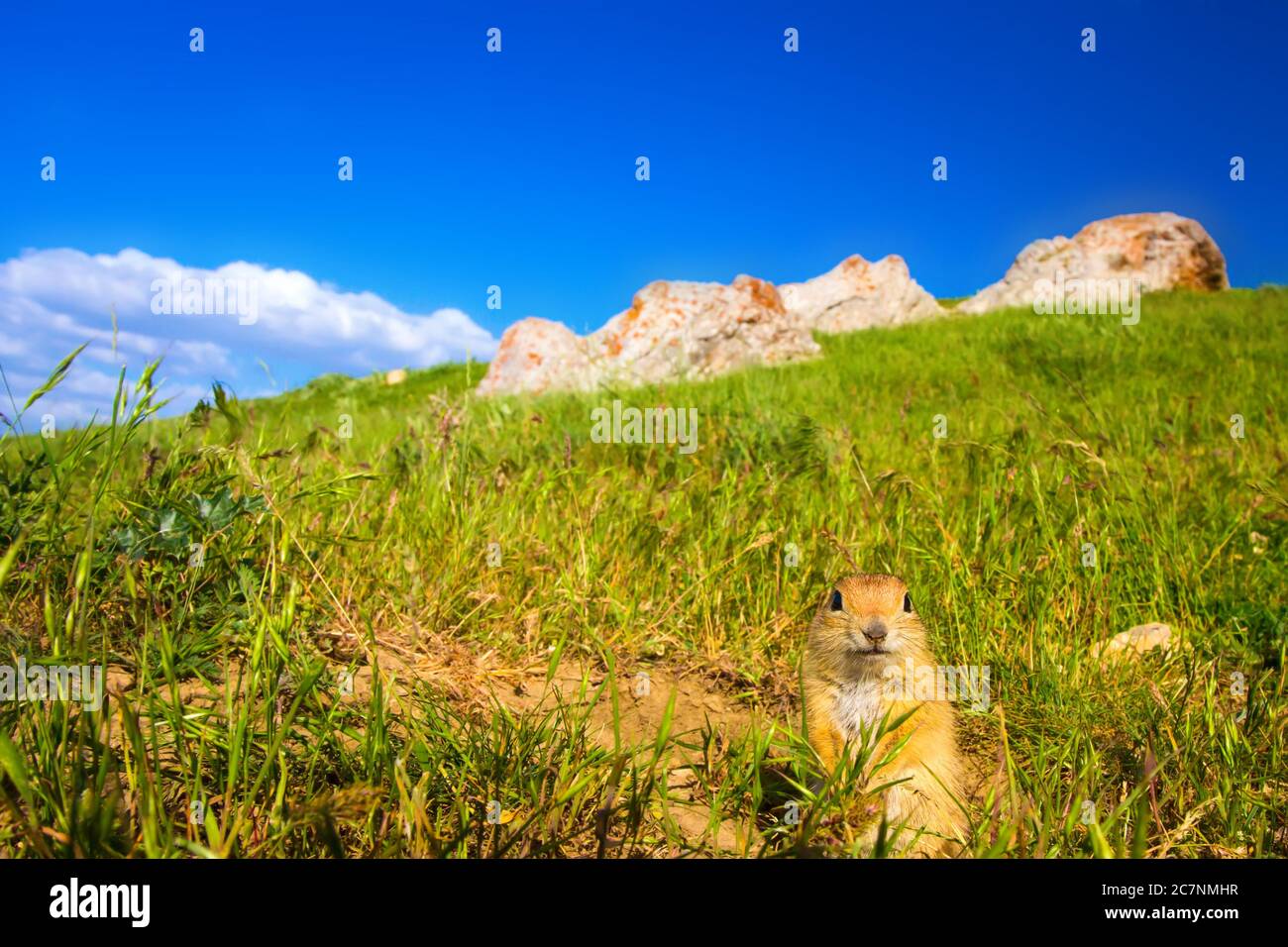 Cute animal. Ground Squirrel. Green nature background Stock Photo - Alamy