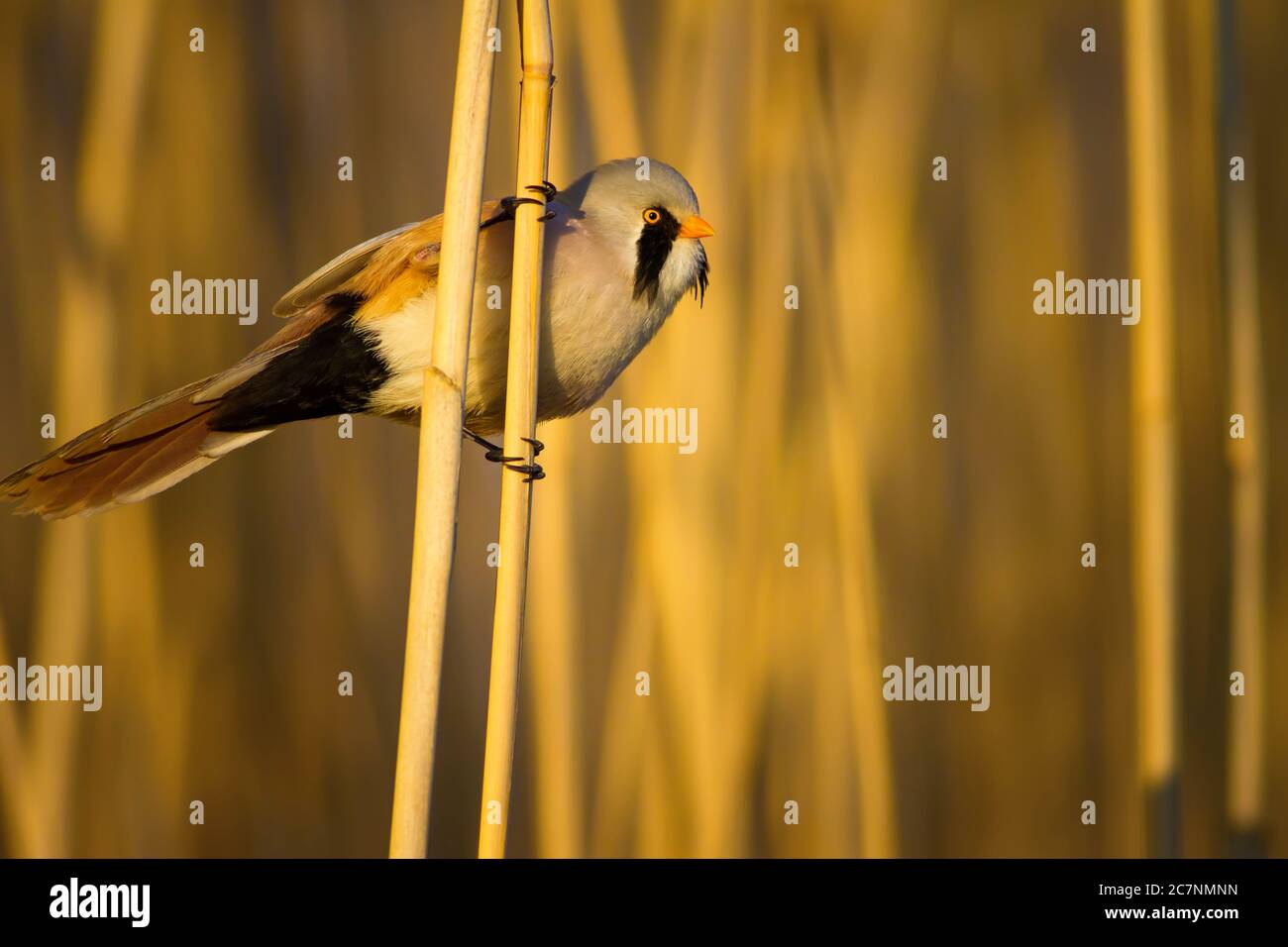 Cute little bird. Nature background. Bird: Bearded Reedling Stock Photo ...