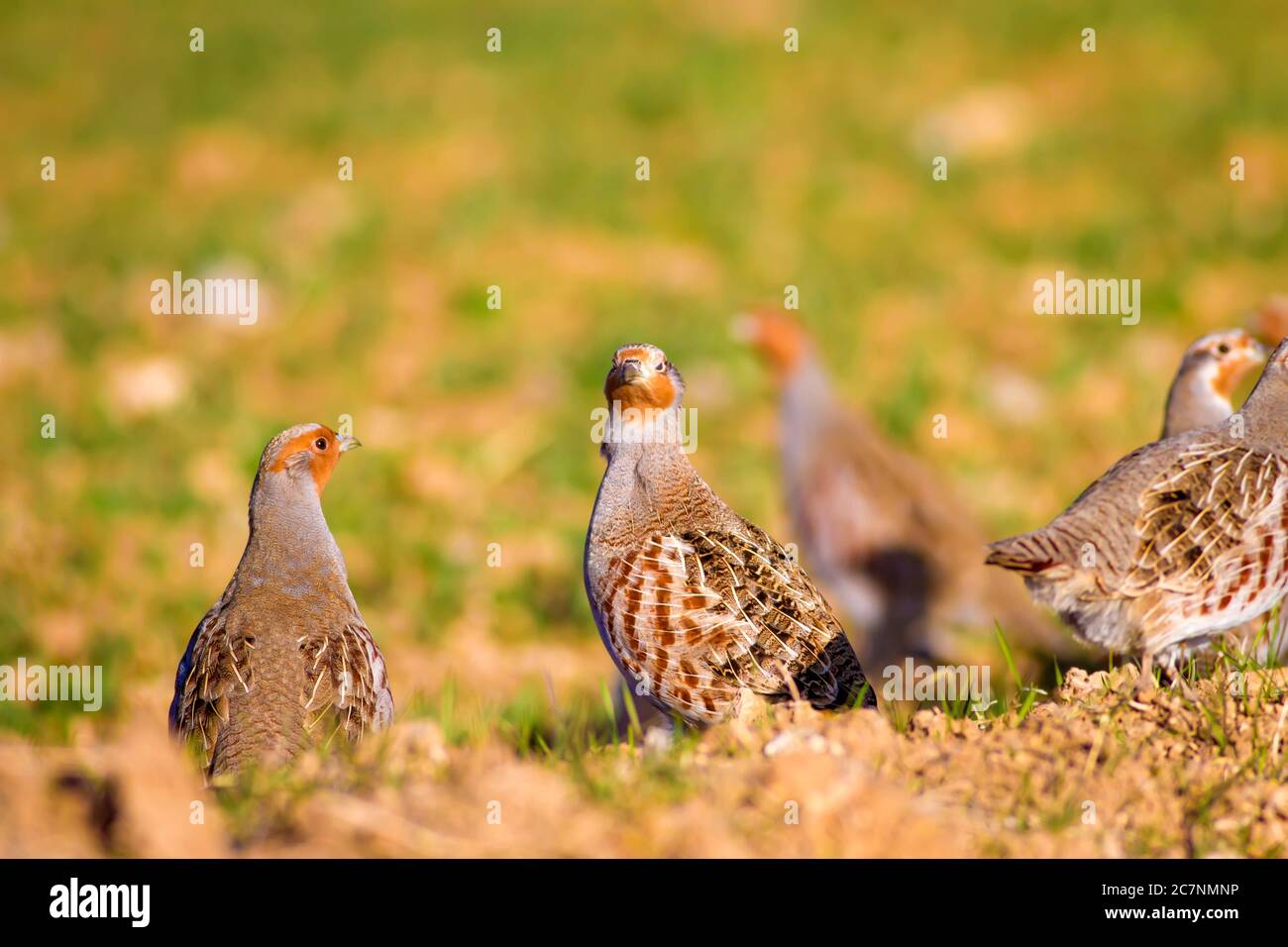 Wild bird partridge. Warm colors nature background. Grey Partridge ...