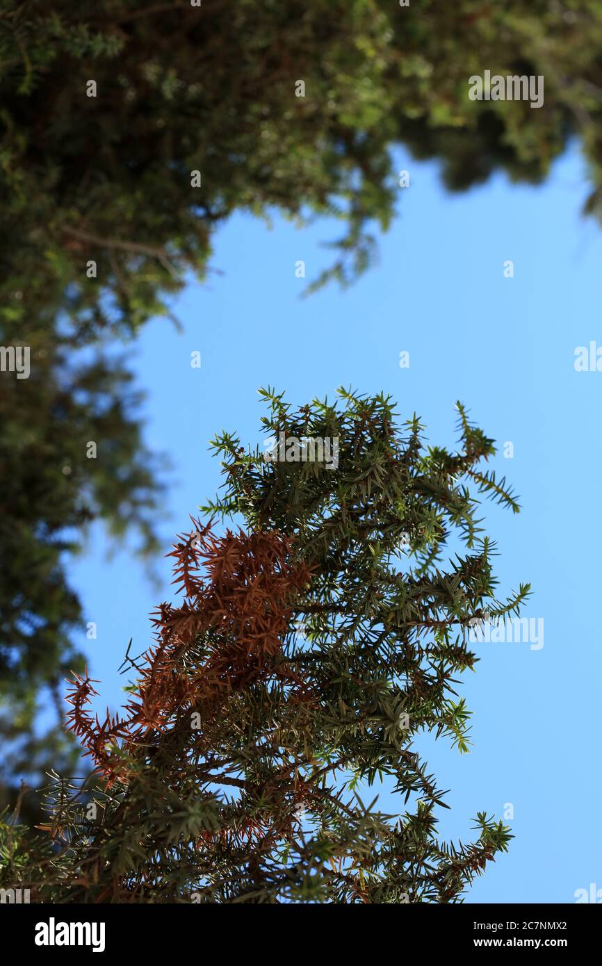 Wild tropic tree juniperus oxycedrus berried cedar family cupressaceae ...