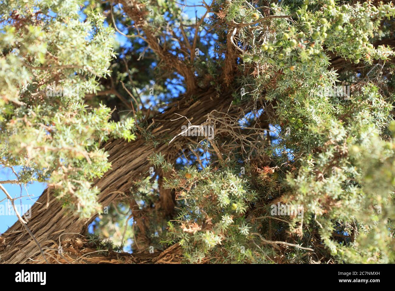 Wild tropic tree juniperus oxycedrus berried cedar family cupressaceae ...