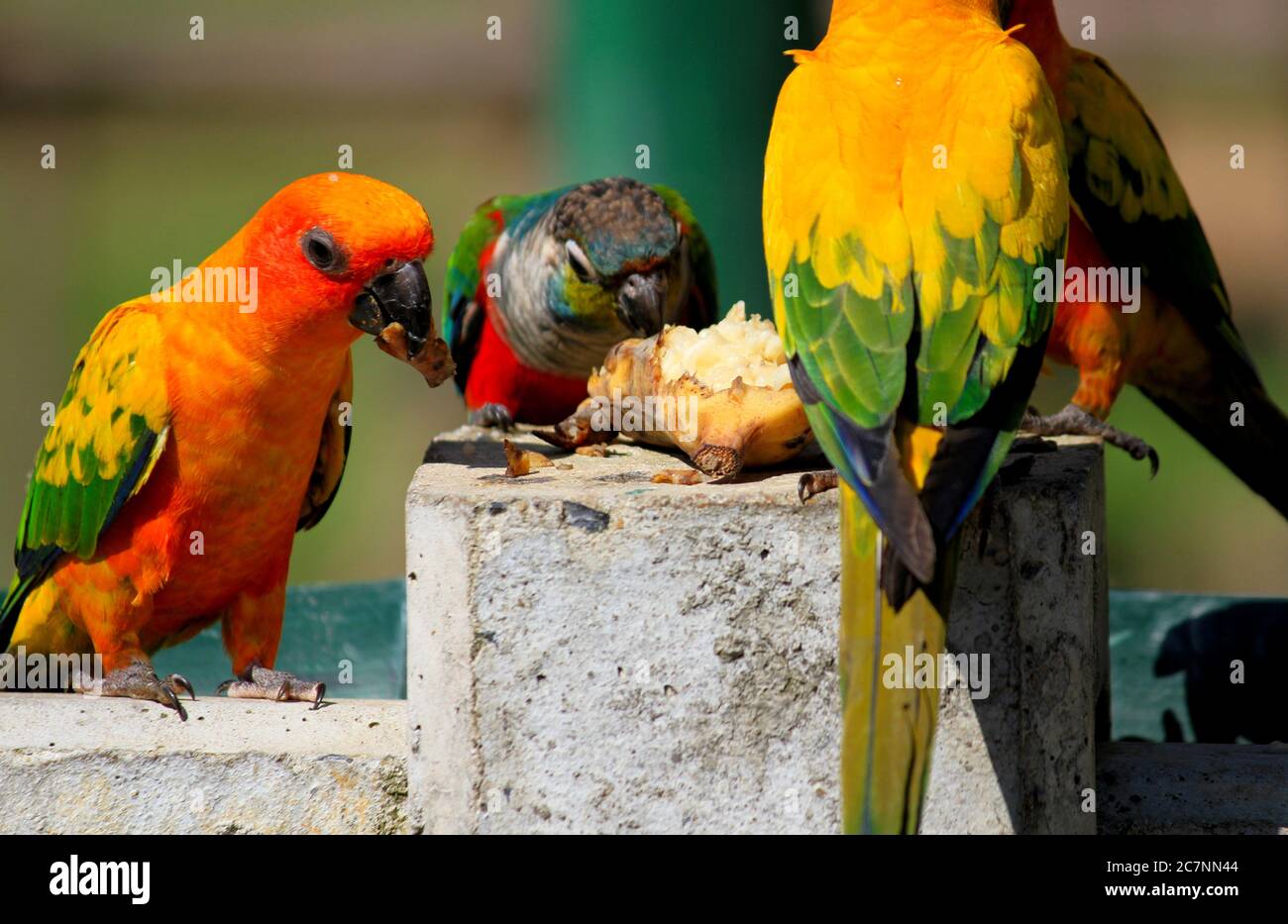Black Beak Parrot Hatchling