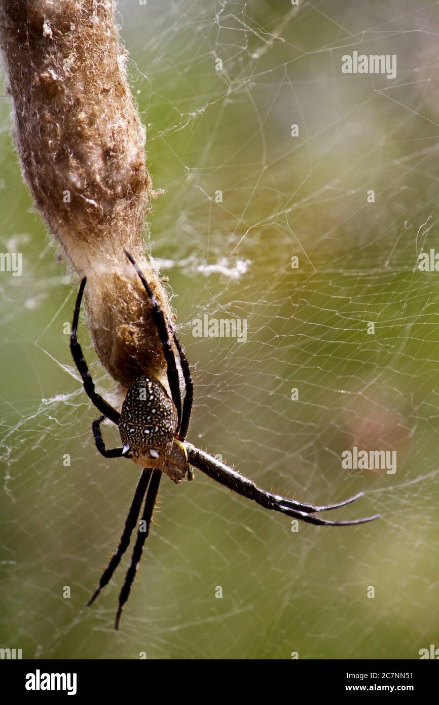 Vertical shot of a spider making its web on the tree branch Stock Photo ...