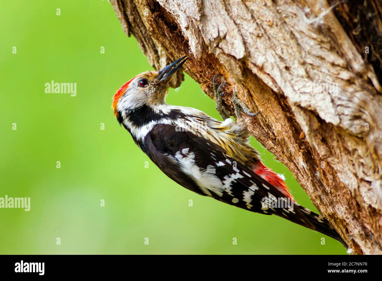 Cute Woodpecker on tree. Green forest background. Bird: Middle Spotted ...