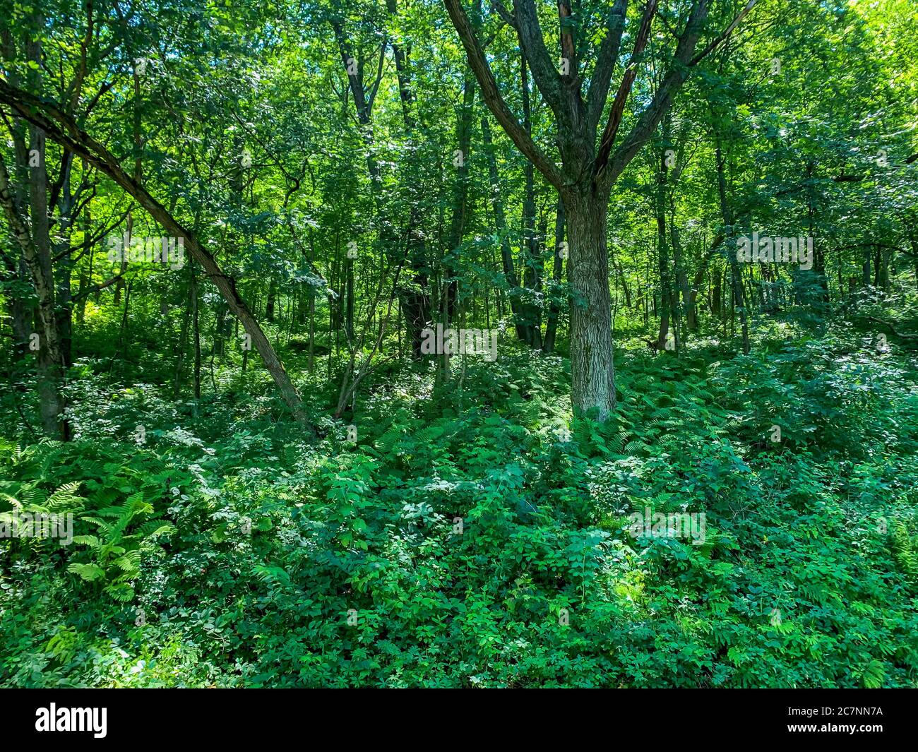 Sunlight in the Forest Stock Photo - Alamy