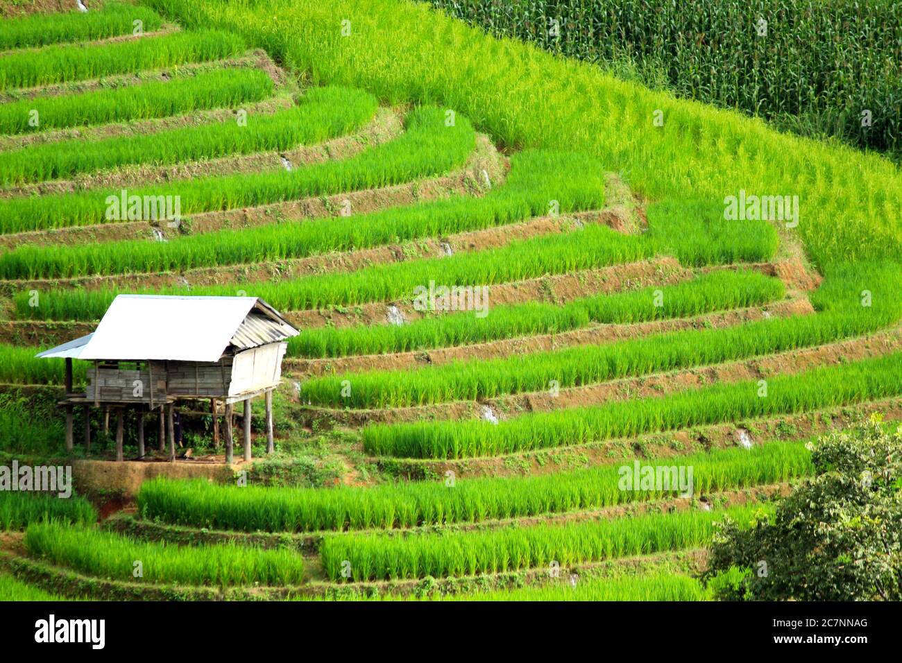 Agricultural cascade fields - perfect for your background Stock Photo - Alamy