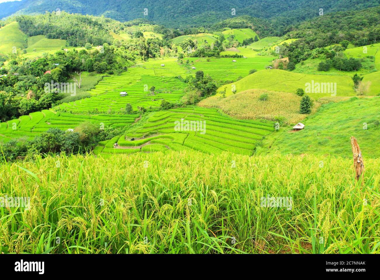 Agricultural cascade fields - perfect for your background Stock Photo - Alamy