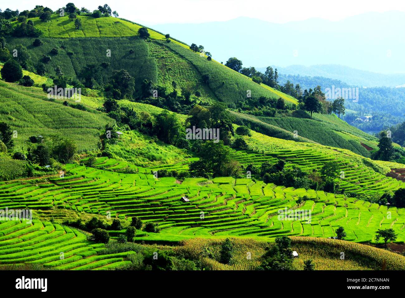 Agricultural cascade fields - perfect for your background Stock Photo ...