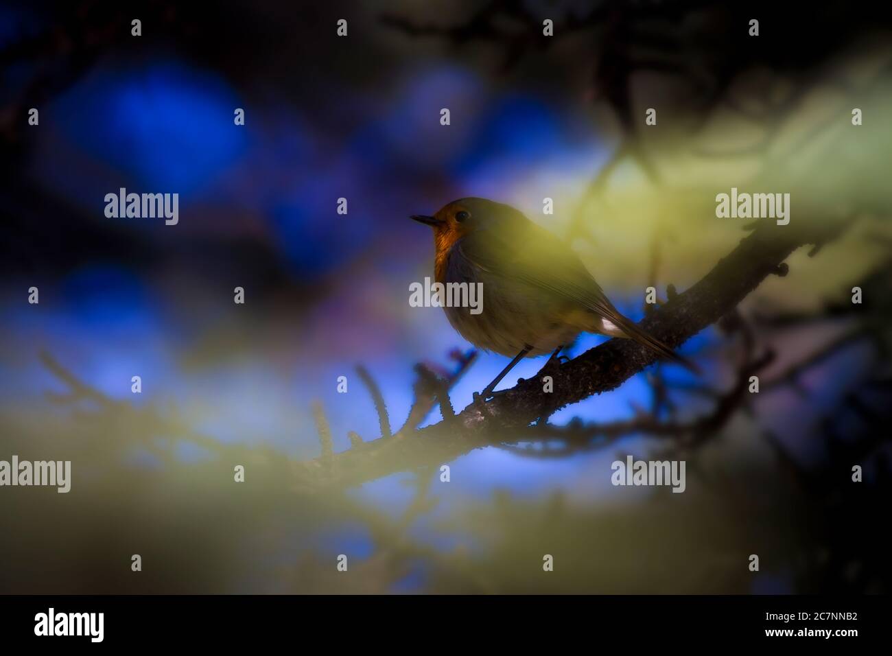 Nature and cute bird robin. Nature background. Bird: European Robin ...