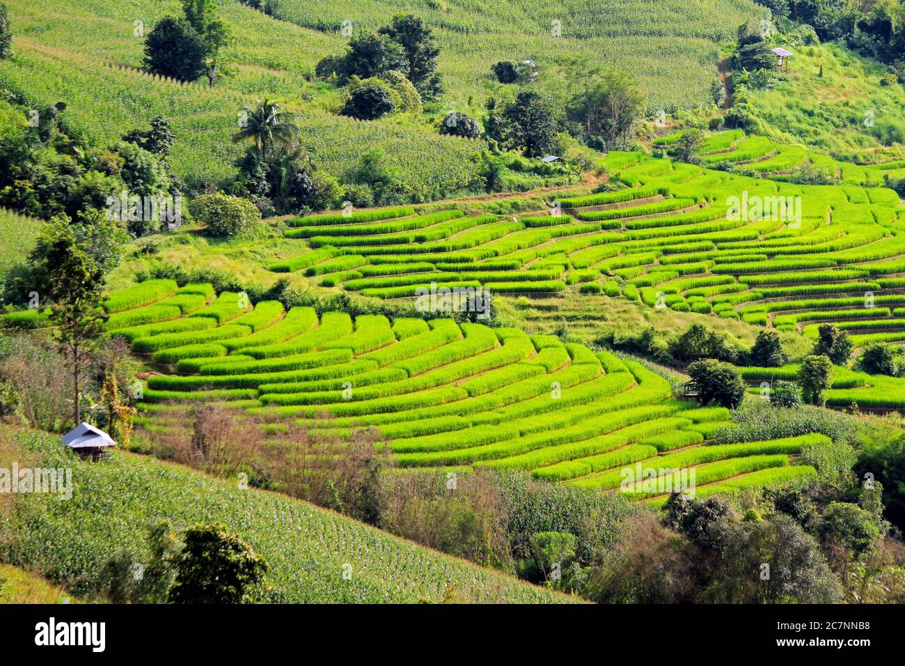 Agricultural cascade fields - perfect for your background Stock Photo - Alamy