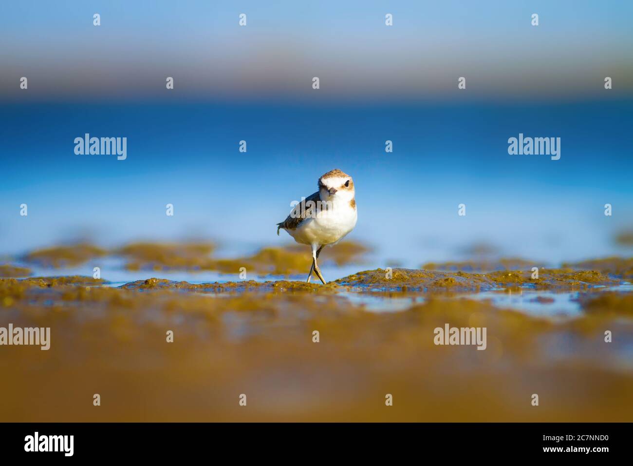 Water nature and birds.. Colorful nature background Stock Photo - Alamy
