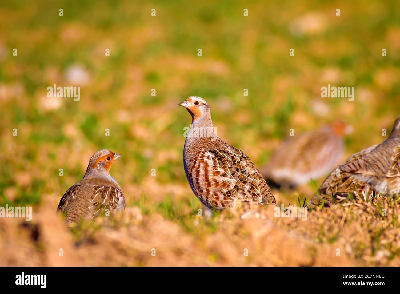 Wild bird partridge. Warm colors nature background. Grey Partridge ...
