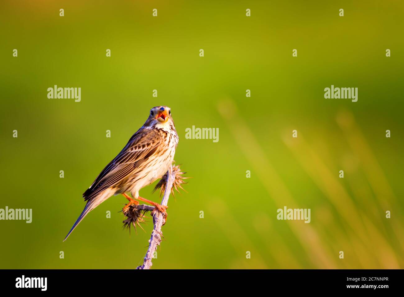 Singing bird. Green nature background. Bird: Corn Bunting. Emberiza ...