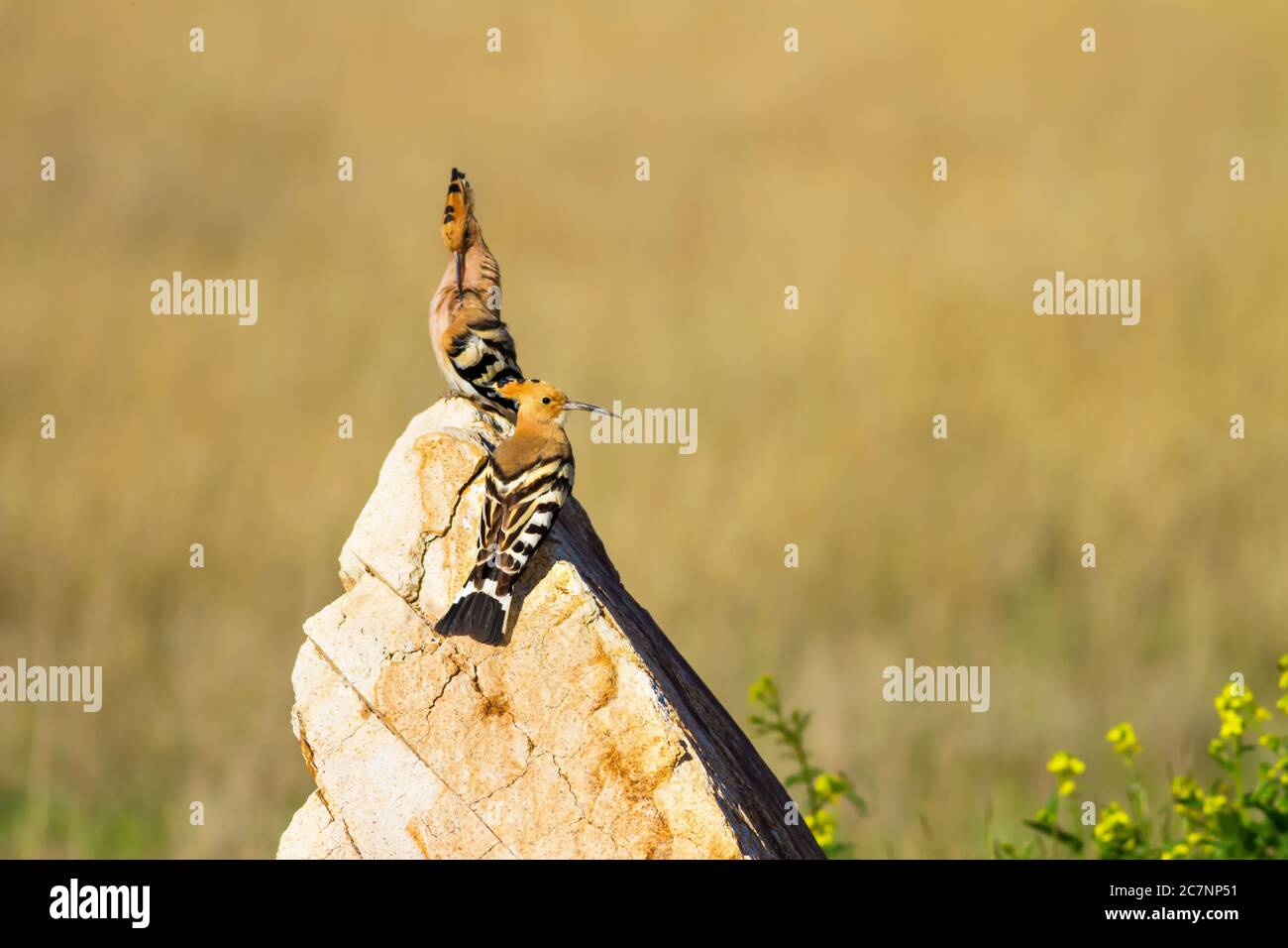 Cute bird hoopoe. Nature background. Eurasian Hoopoe Upupa epops Stock ...