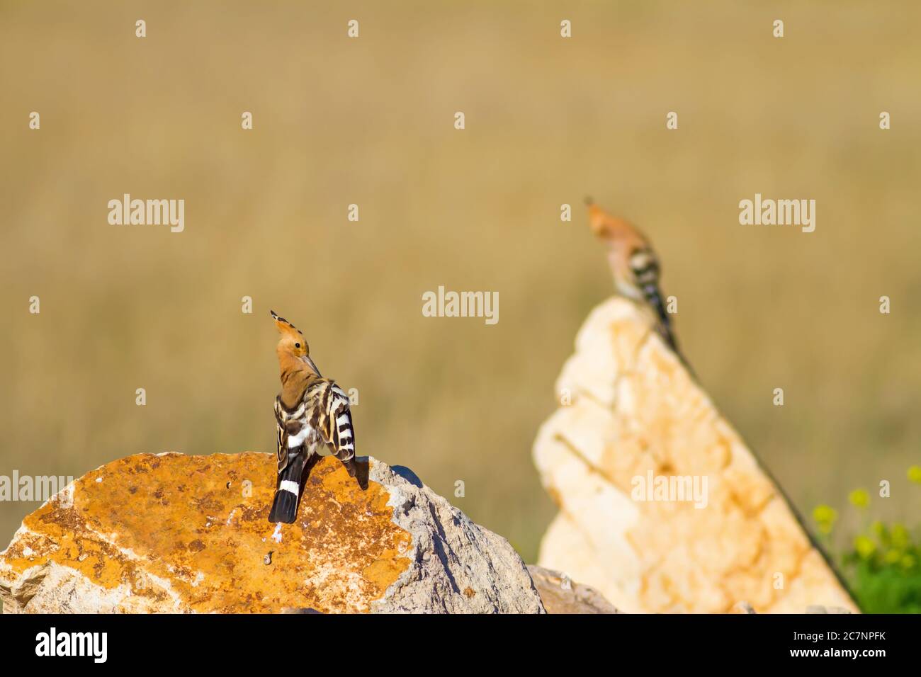 Cute bird hoopoe. Nature background. Eurasian Hoopoe Upupa epops Stock ...