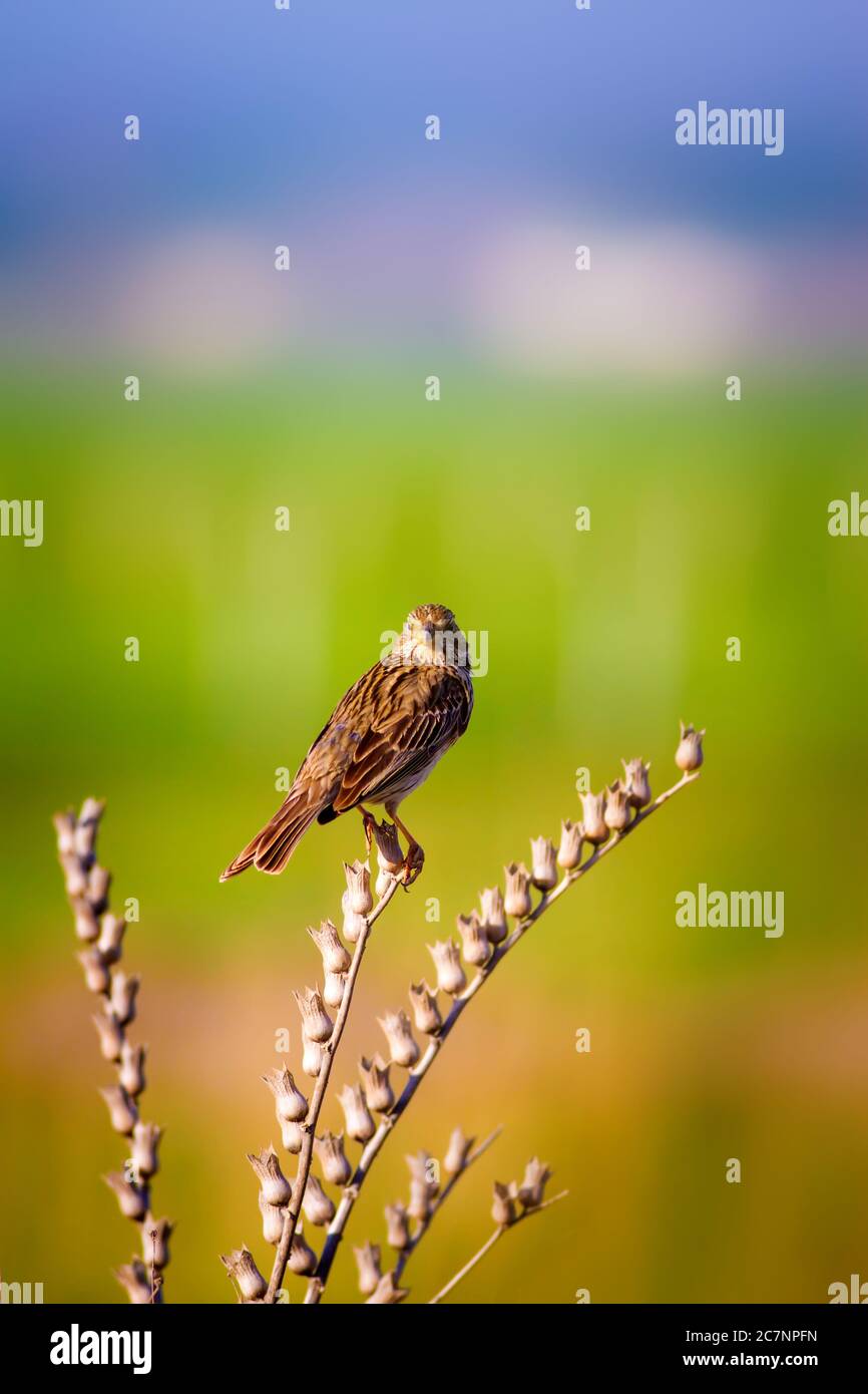 Nature and birds. Bird on branch. Nature background Stock Photo - Alamy