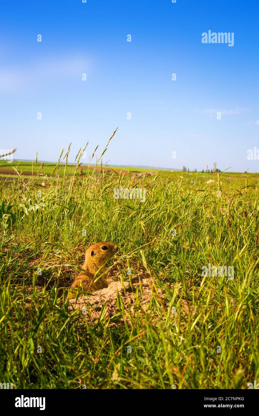 Cute funny animal ground squirrel. Green nature Background Stock Photo ...
