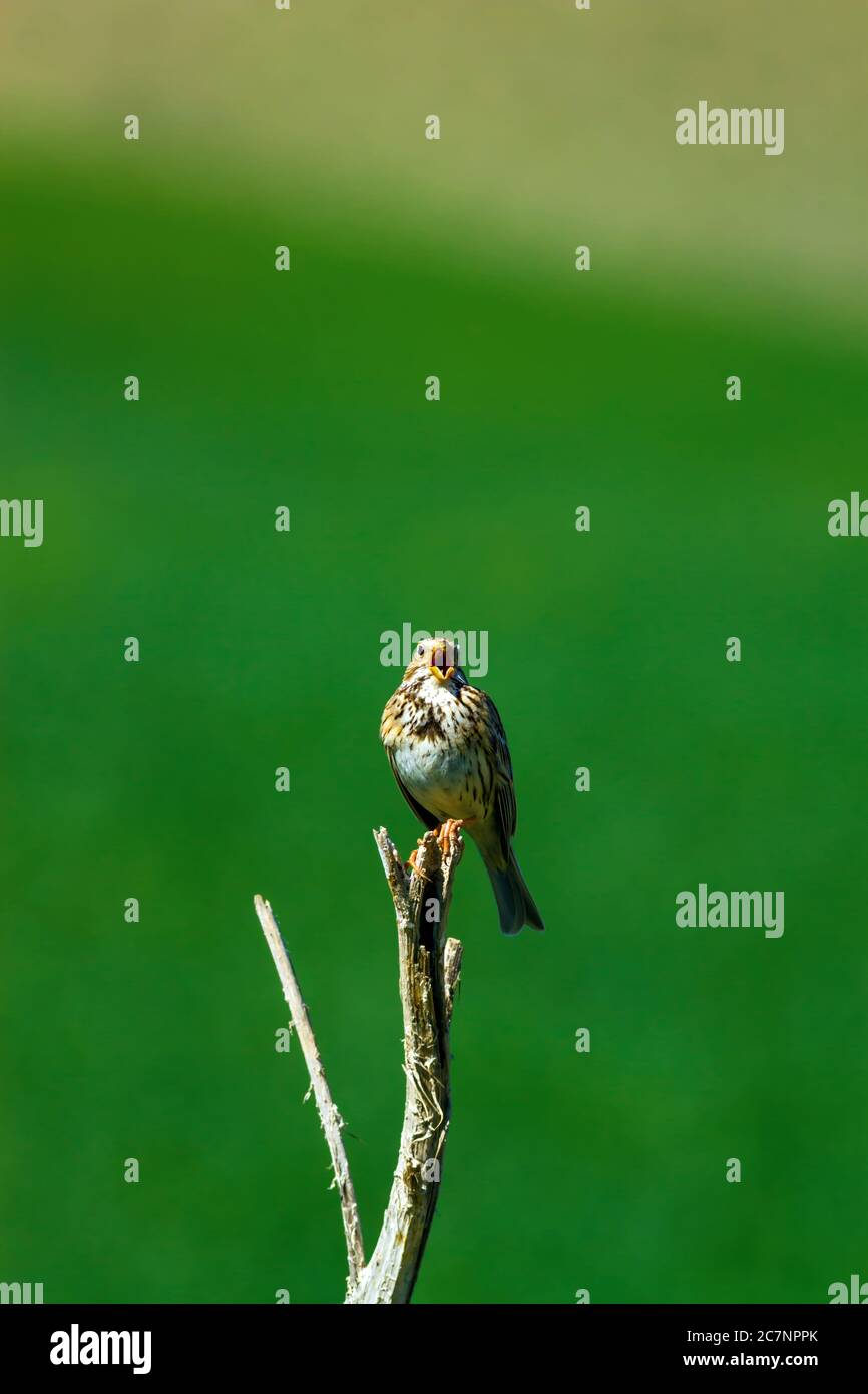 Singing bird. Green nature background. Bird: Corn Bunting. Emberiza ...