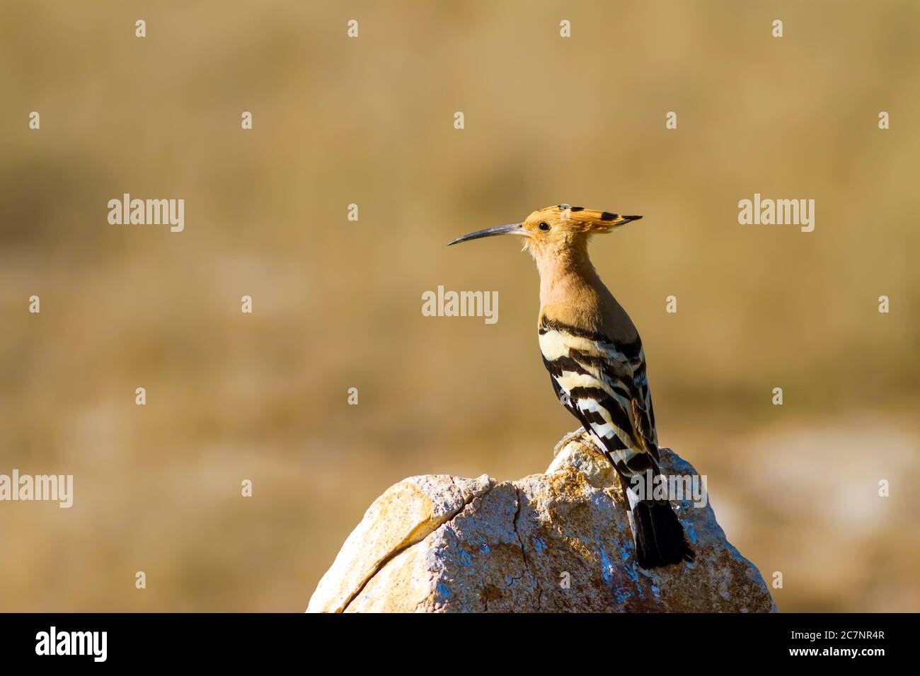 Cute bird hoopoe. Nature background. Eurasian Hoopoe Upupa epops Stock ...