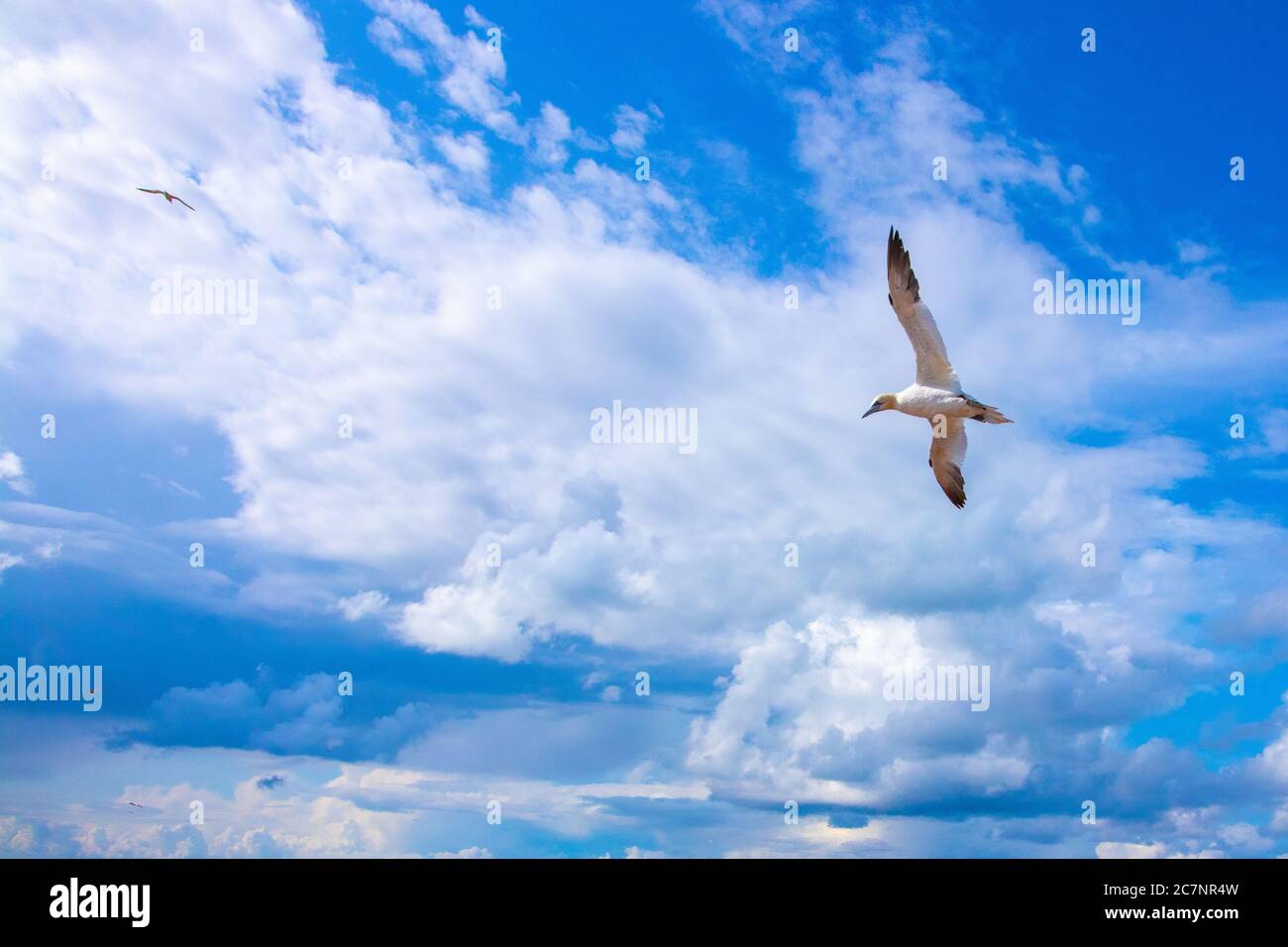 White seagull flying in the sunny sky and some fluffy clouds in the ...